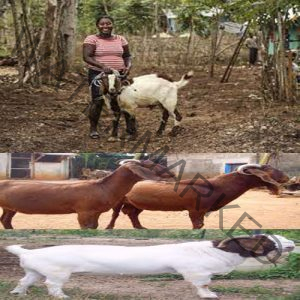 How To Start Goat Farming Business In Nigeria [Full Guide]