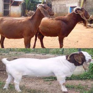 How To Start Goat Farming Business In South Africa [Starter Kits]