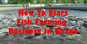 How To Start Fish Farming Business In Ghana [Tilapia and Catfish]