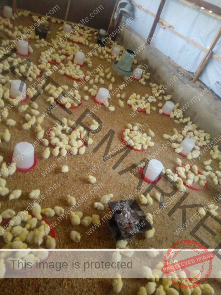 [Beginners Guide] How To Start Poultry Farming Business In Uganda