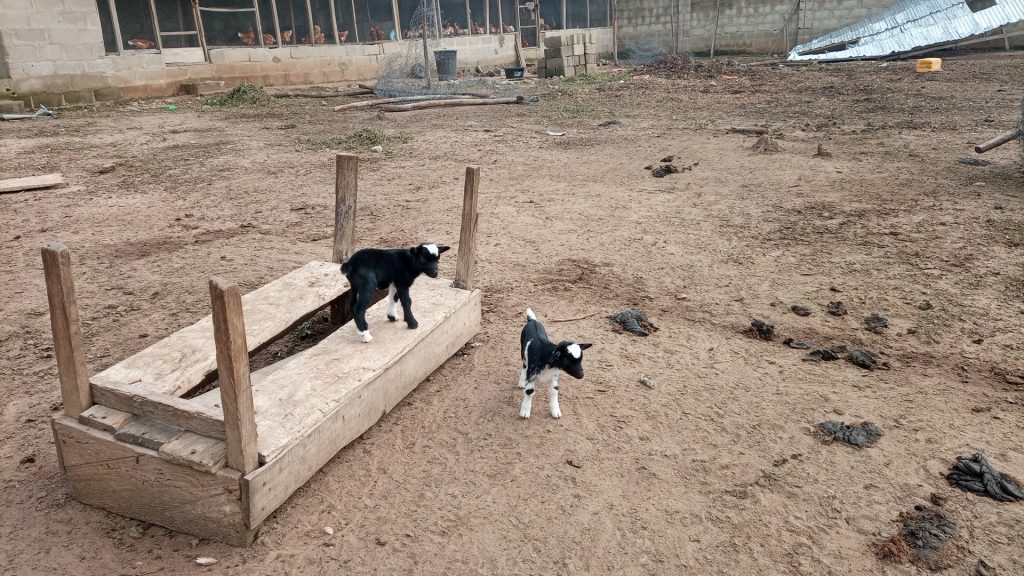 How To Start Goat Farming Business In South Africa [Starter Kits]