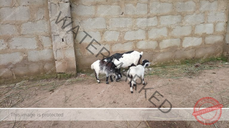How To Start Goat Farming Business In South Africa [Starter Kits]