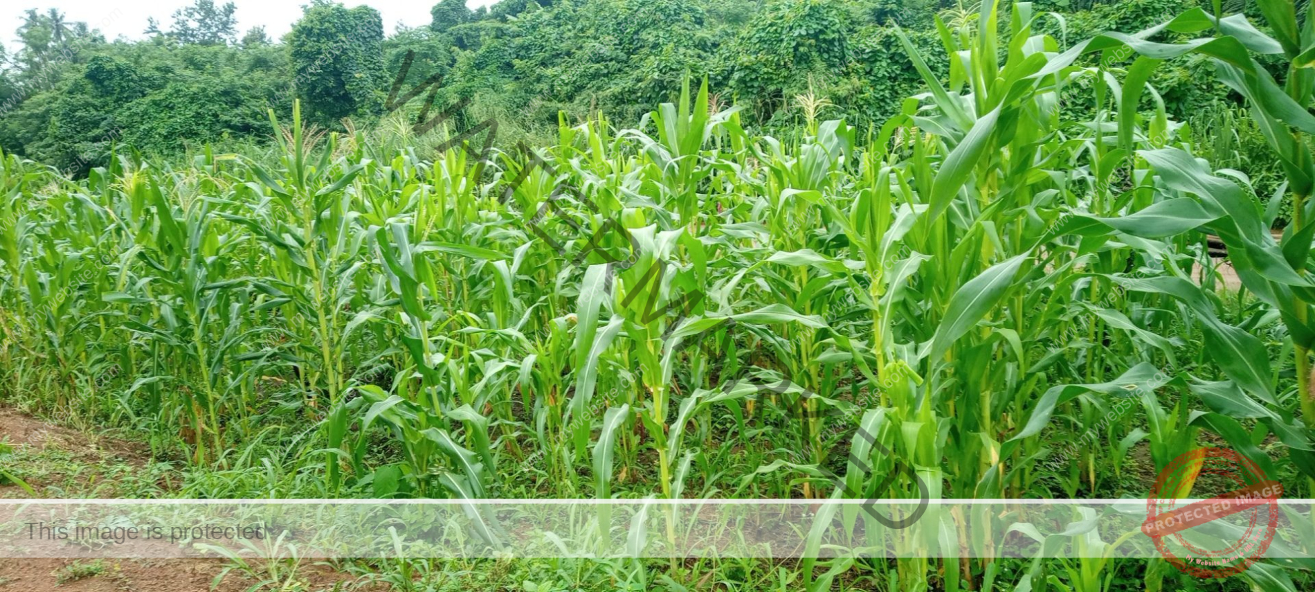 [Beginners Guide] How To Start Farming In Germany - Agrolearner.com