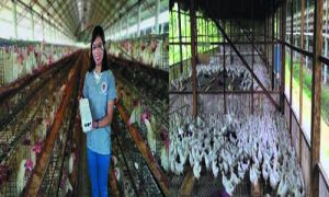 How To Start Poultry Farming Business In Philippines [Beginners Guide]