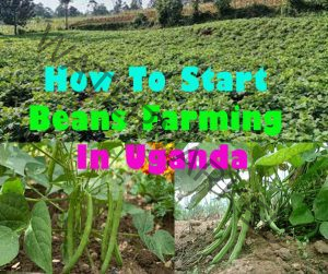 [Beginners Guide] How To Grow Beans In Uganda - Agrolearner.com