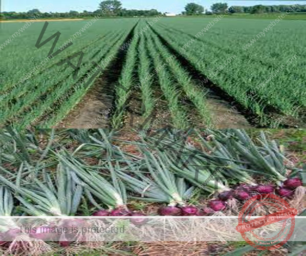  Beginners Guide How To Grow Onions In Philippines 2023