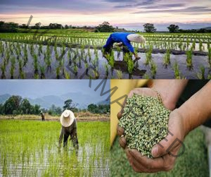 [Complete Guide] How to Start Rice Farming in Ghana - Agrolearner.com