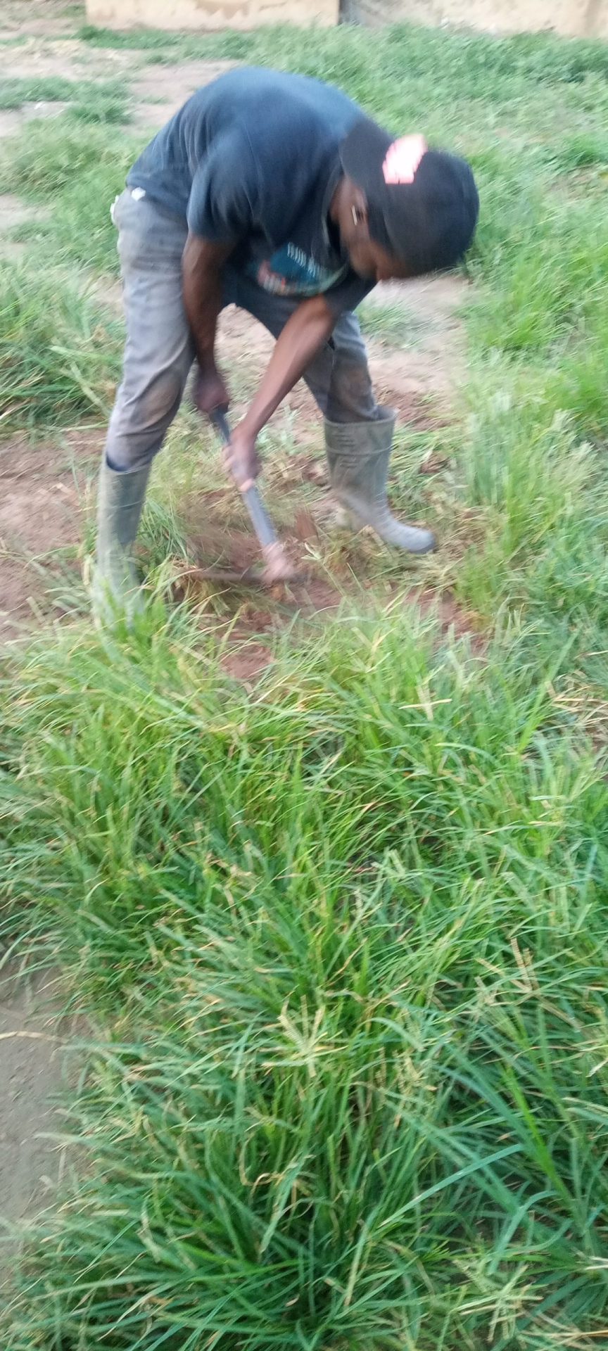 [Beginners Guide] How to start Farming Business in Libya