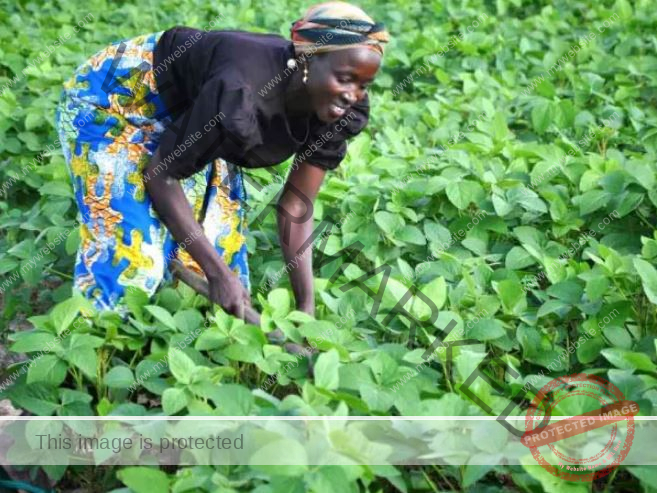 [Best Guide] How To Start Beans Farming In Nigeria