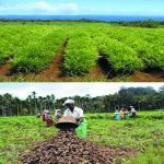 [Easy Guide] How To Grow Ginger In Nigeria Step By Step Tips