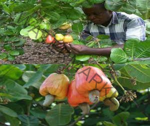 [Complete Guide] How to Grow Cashew In Uganda - Agrolearner.com