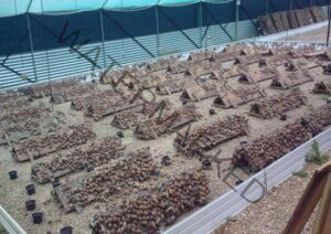 How To Start Snail Farming In Nigeria [Beginners Guide]