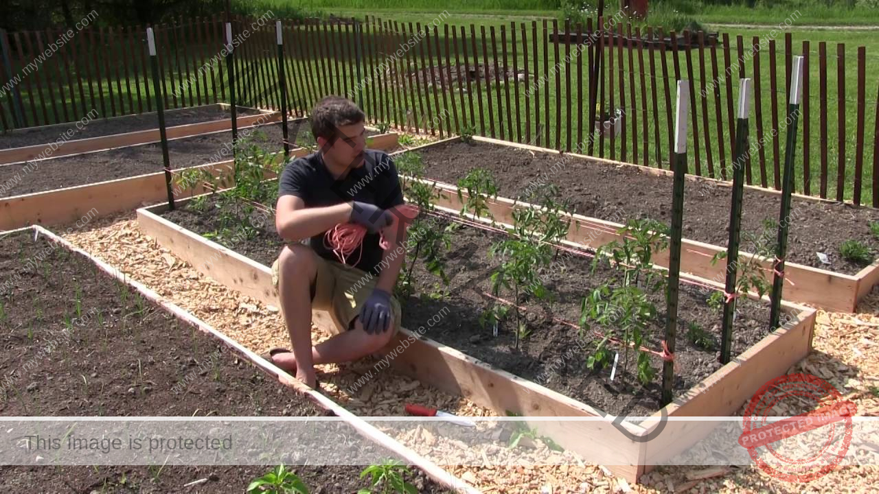 How To Grow Tomatoes In Florida - Agrolearner.com