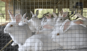 [Beginners Guide] How to start Rabbit Farming in Uganda