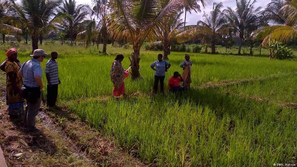 How To Start Palm Farming In Ghana [Beginners Guide]