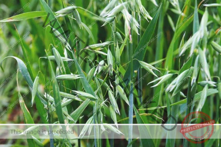 How to Grow Oats In UK [Practical Guide] - Agrolearner.com