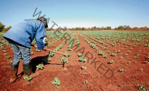 12 Farming Tips For Beginners [Practices & Guide] - Agrolearner.com