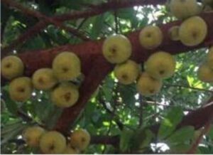 [Beginners Guide] How To Grow Apple in Ghana - Agrolearner.com