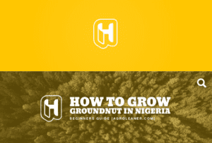 How To Grow Groundnut in Nigeria [Beginners Guide] - Agrolearner.com