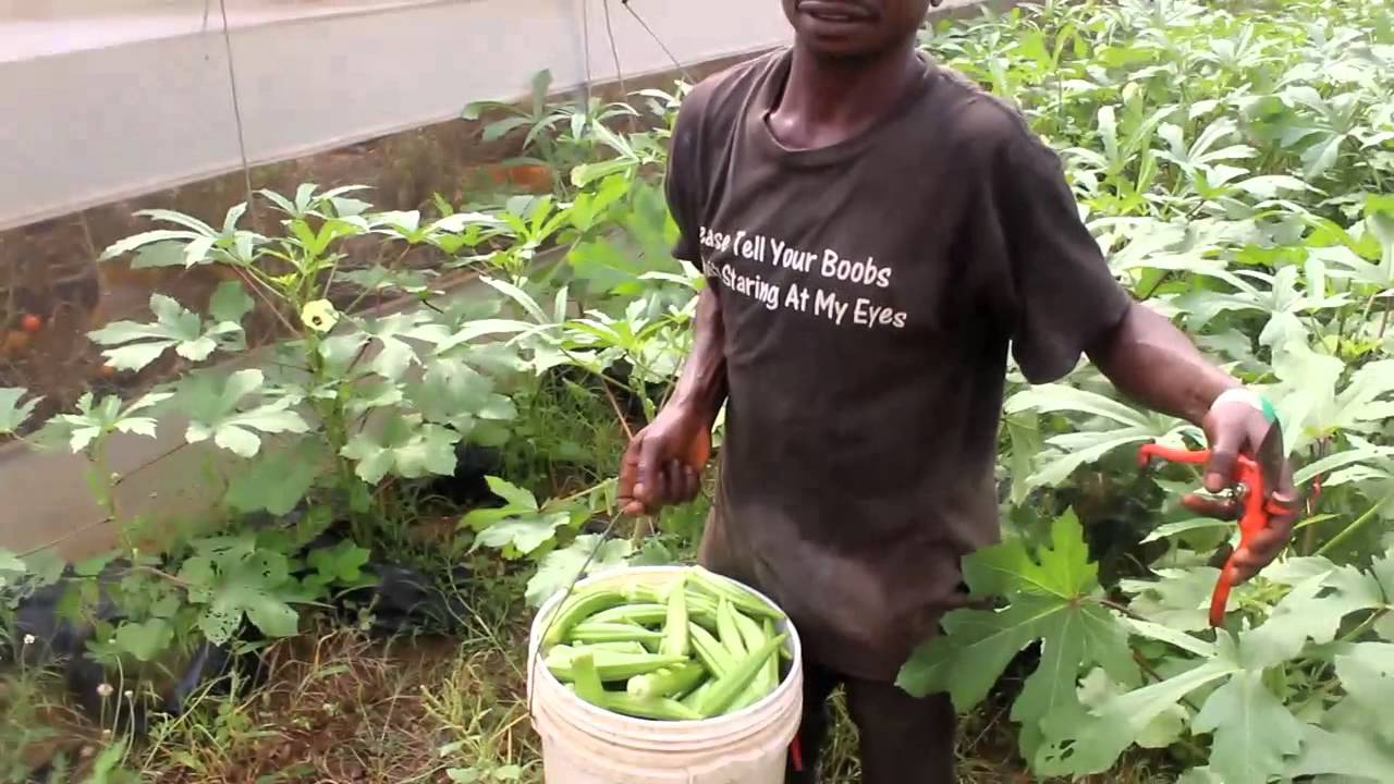 How To Grow Okra in Nigeria [Beginners guide] - Agrolearner.com