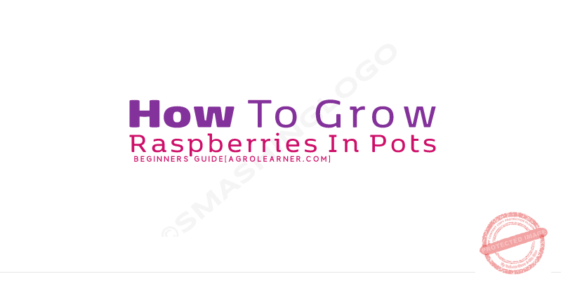 [Beginners Guide] How to Grow Raspberries in Pots - Agrolearner.com
