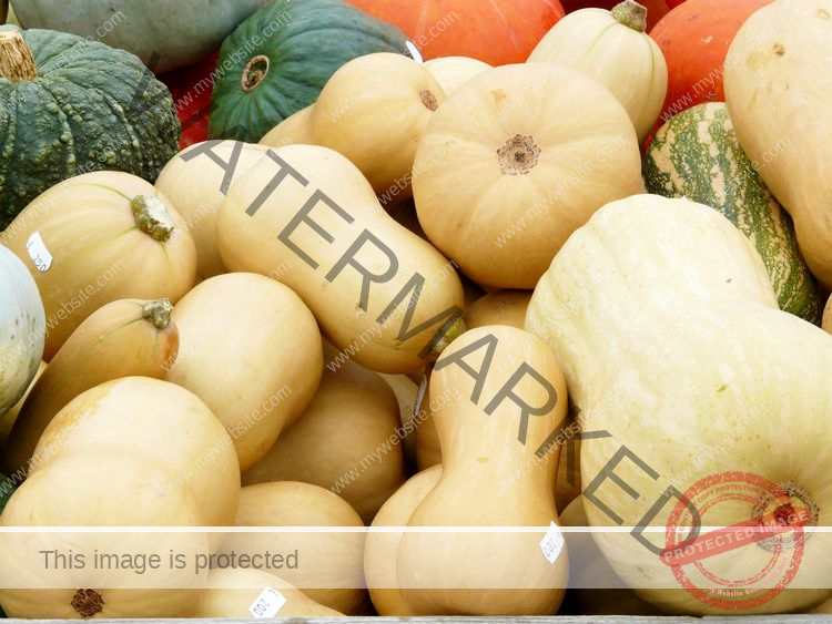 [Beginners Guide] How to grow Butternut in South Africa