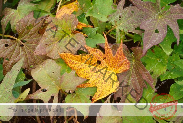 7 Soil Major Nutrient Deficiency In Crops [Signs & Treatment]