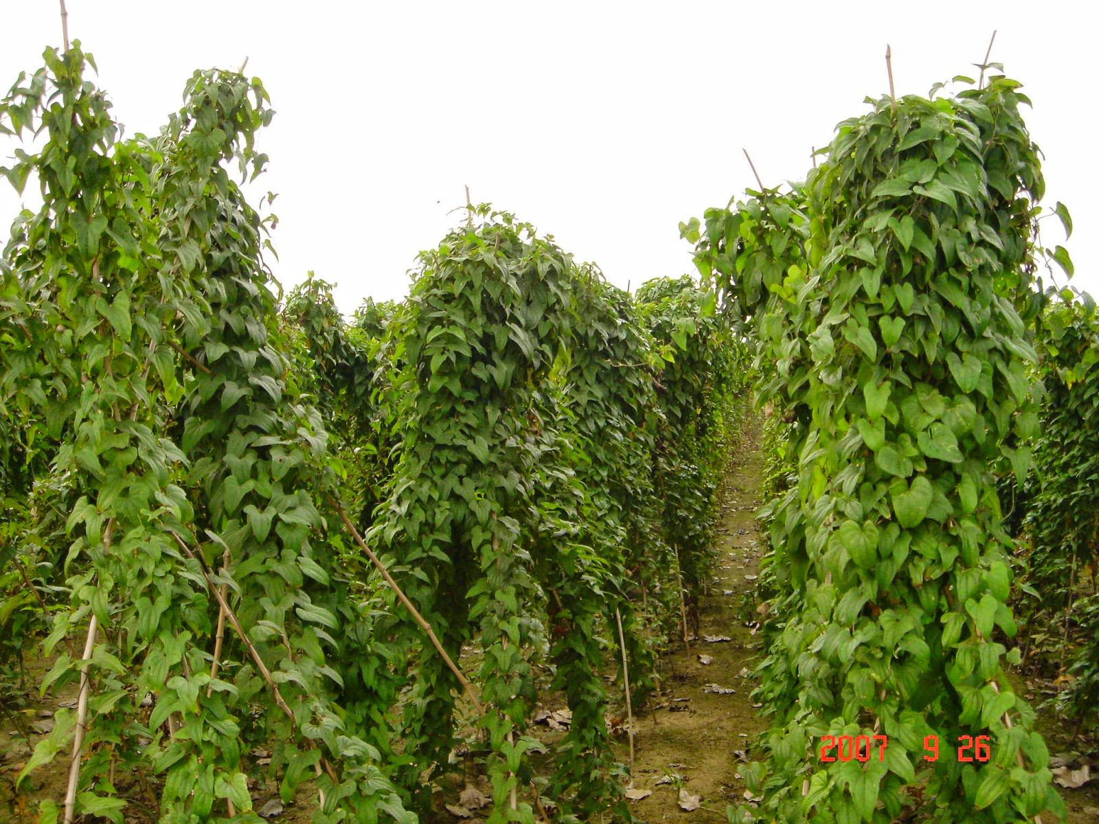 Seasonal Planting Guidelines for Native Yam In Nigeria [Farmers Guide]