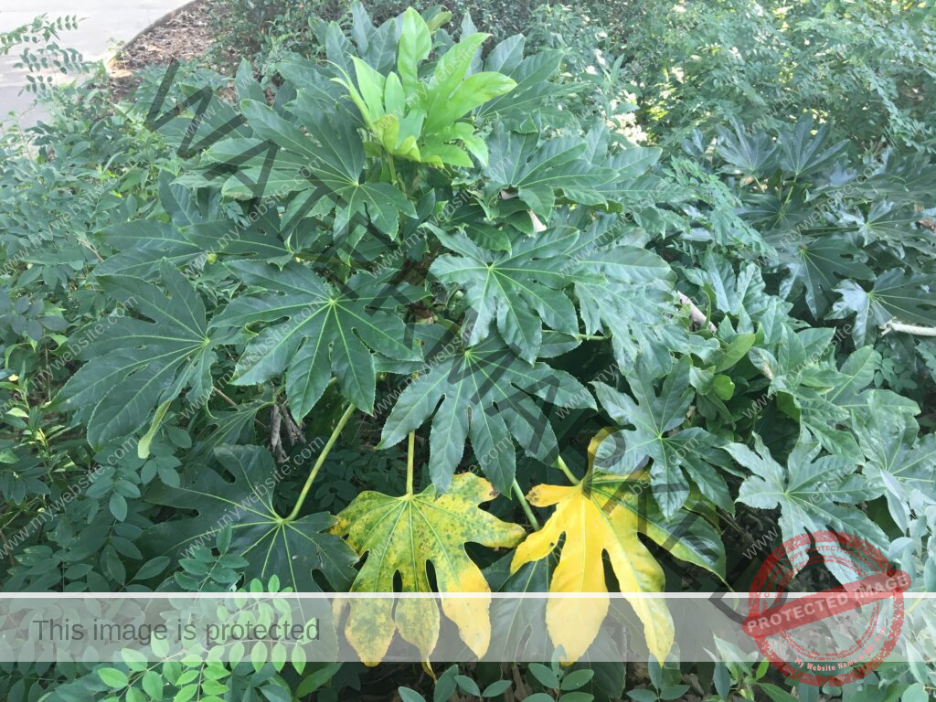 7 Soil Major Nutrient Deficiency In Crops [Signs & Treatment]