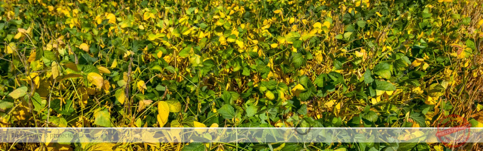 7 Soil Major Nutrient Deficiency In Crops [Signs & Treatment]