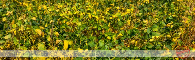 7 Soil Major Nutrient Deficiency In Crops [Signs & Treatment]