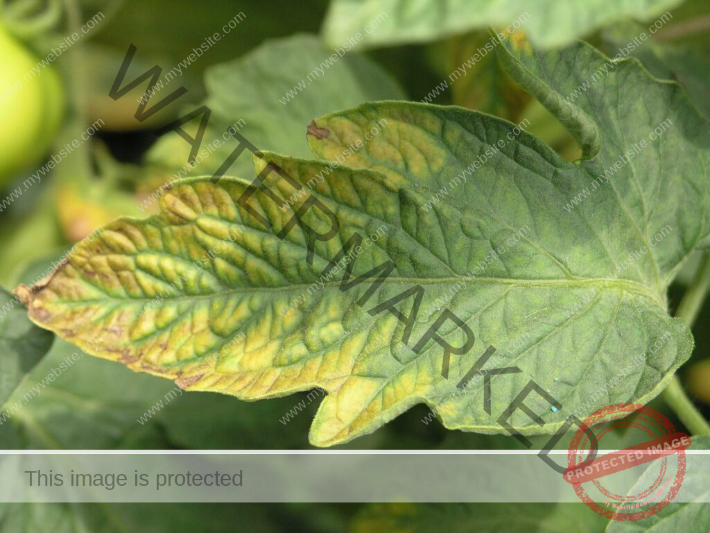 7 Soil Major Nutrient Deficiency In Crops [Signs & Treatment]