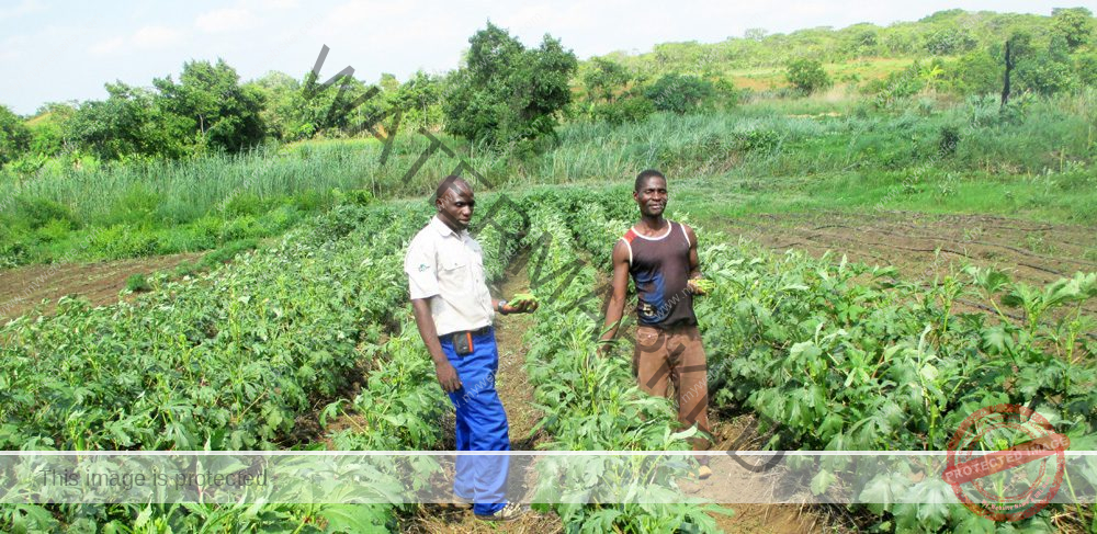 [Beginners Guide] How To Grow Okra In Zambia - Agrolearner.com
