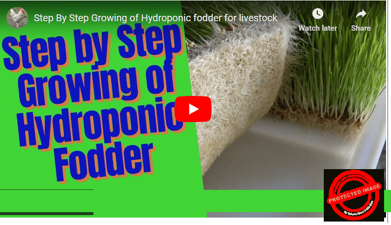 [Beginners Guide] Hydroponic Fodder Production For Cows PDF - Agrolearner.com
