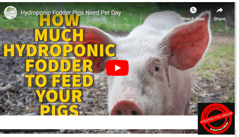 [Beginners Guide] Hydroponic Fodder Production For Pigs PDF ...
