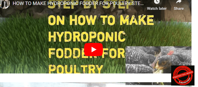 [Beginners Guide] Hydroponic Fodder Production For Poultry PDF ...