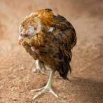 Tape Worm Diseases In Poultry Farm And How To Treat With Herbs And ...