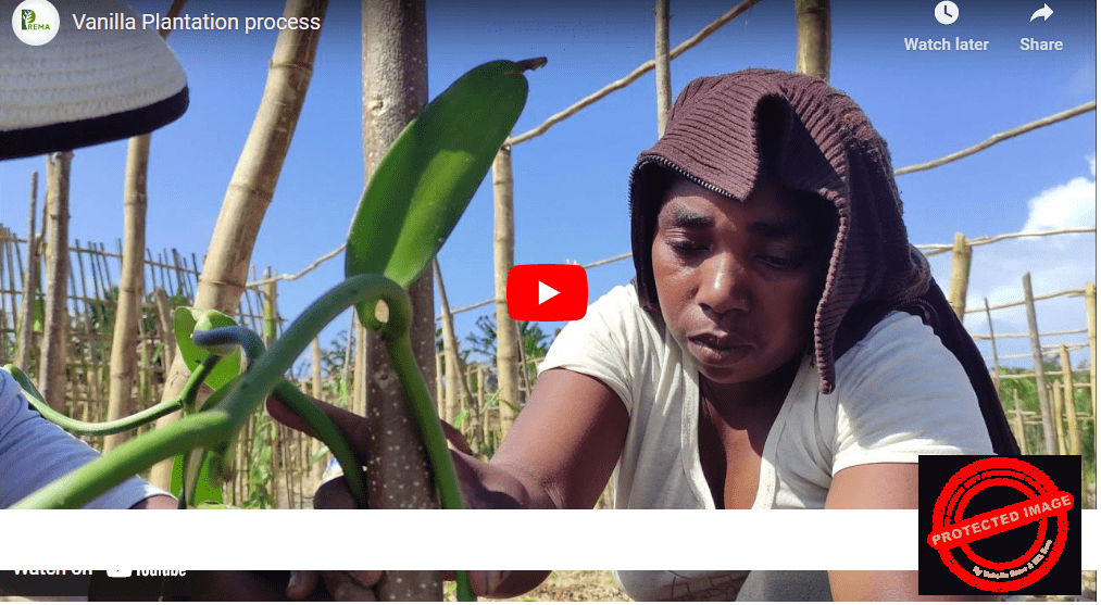 [Beginners Guide] How To Grow Vanilla In Madagascar - Agrolearner.com