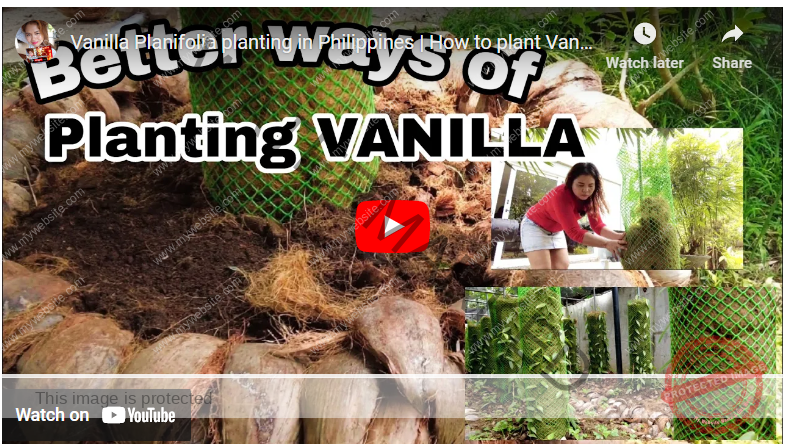 [Beginners Guide] How To Grow Vanilla In The Philippines - Agrolearner.com