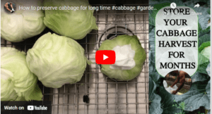 [7 Ways] How To Preserve Cabbage For Long Storage - Agrolearner.com