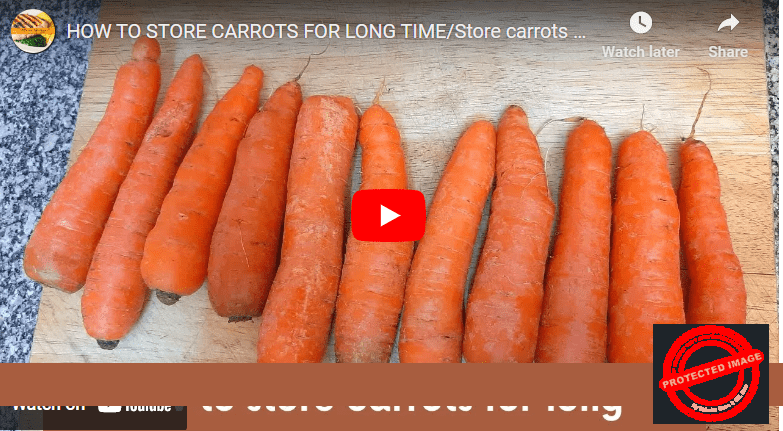 [7 Ways] How To Preserve Carrot For Long Time Storage - Agrolearner.com
