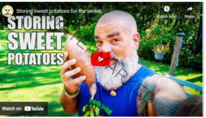 [5 Ways] How to Preserve Yam for Long-Time Storage - Agrolearner.com