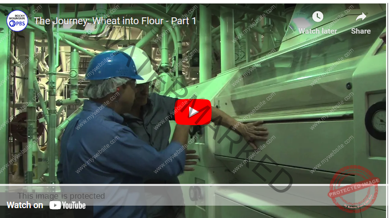 [Beginners Guide] How To Process Wheat into Flour - Agrolearner.com