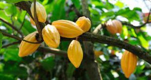 [Beginners Guide] How to Grow Cacao in the Philippines - Agrolearner.com
