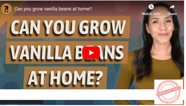 [Beginners Guide] How to Grow Vanilla Beans From Seed - Agrolearner.com