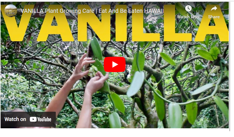 [Beginners Guide] How to Grow Vanilla in Hawaii - Agrolearner.com