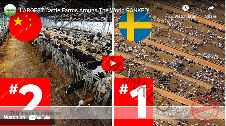 Top 10 Richest Diary Farmers In The World [2024] - Agrolearner.com