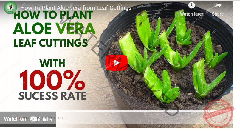 [Beginners Guide] How To Grow Aloe Vera - Agrolearner.com