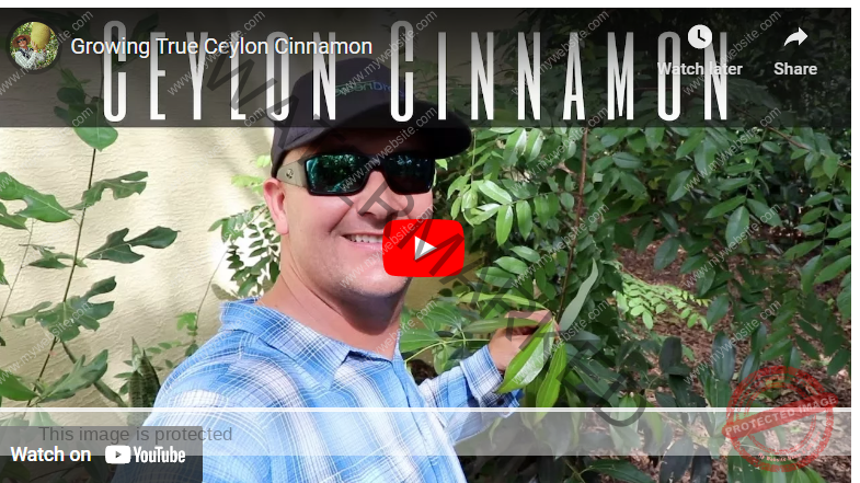 [Beginners Guide] How To Grow Ceylon Cinnamon - Agrolearner.com