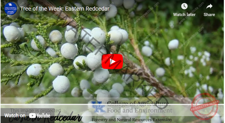 [Beginners Guide] How To Grow Eastern Red Cedar - Agrolearner.com